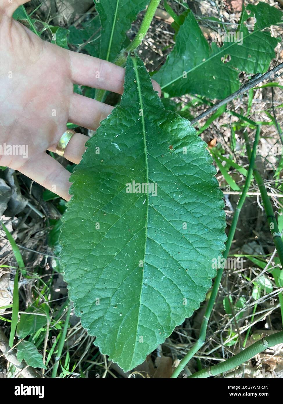 leafy elephant's-foot (Elephantopus carolinianus Stock Photo - Alamy