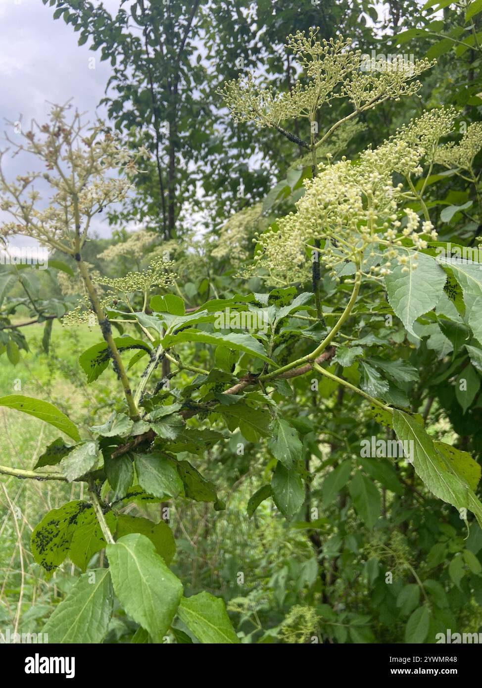 Elder Aphid (Aphis sambuci Stock Photo - Alamy