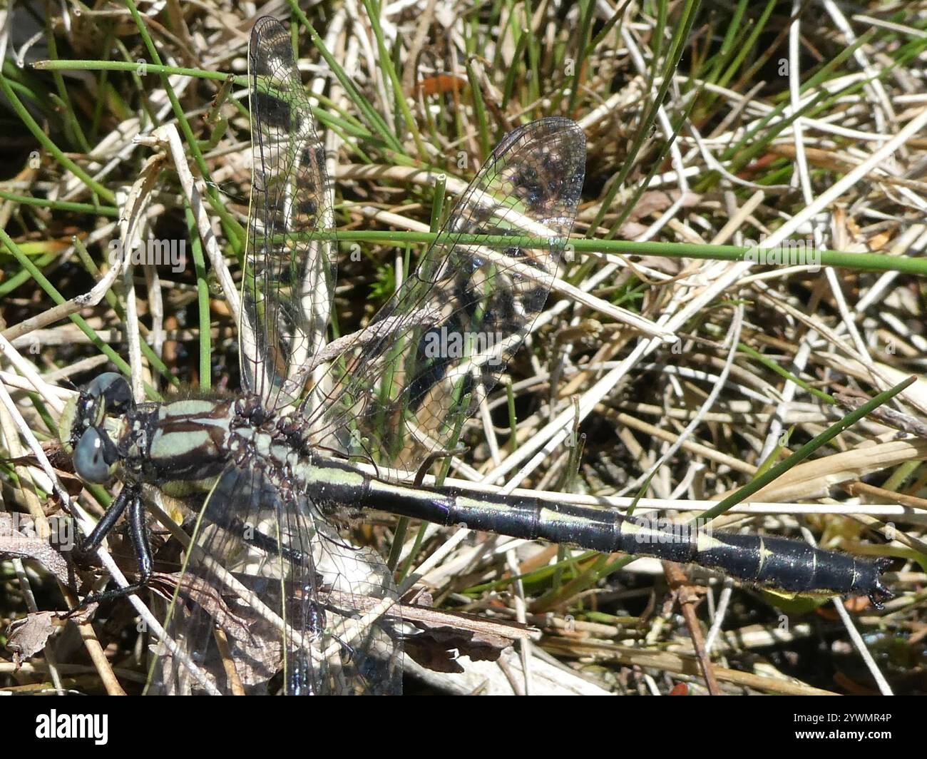 Beaverpond Clubtail (Phanogomphus borealis Stock Photo - Alamy