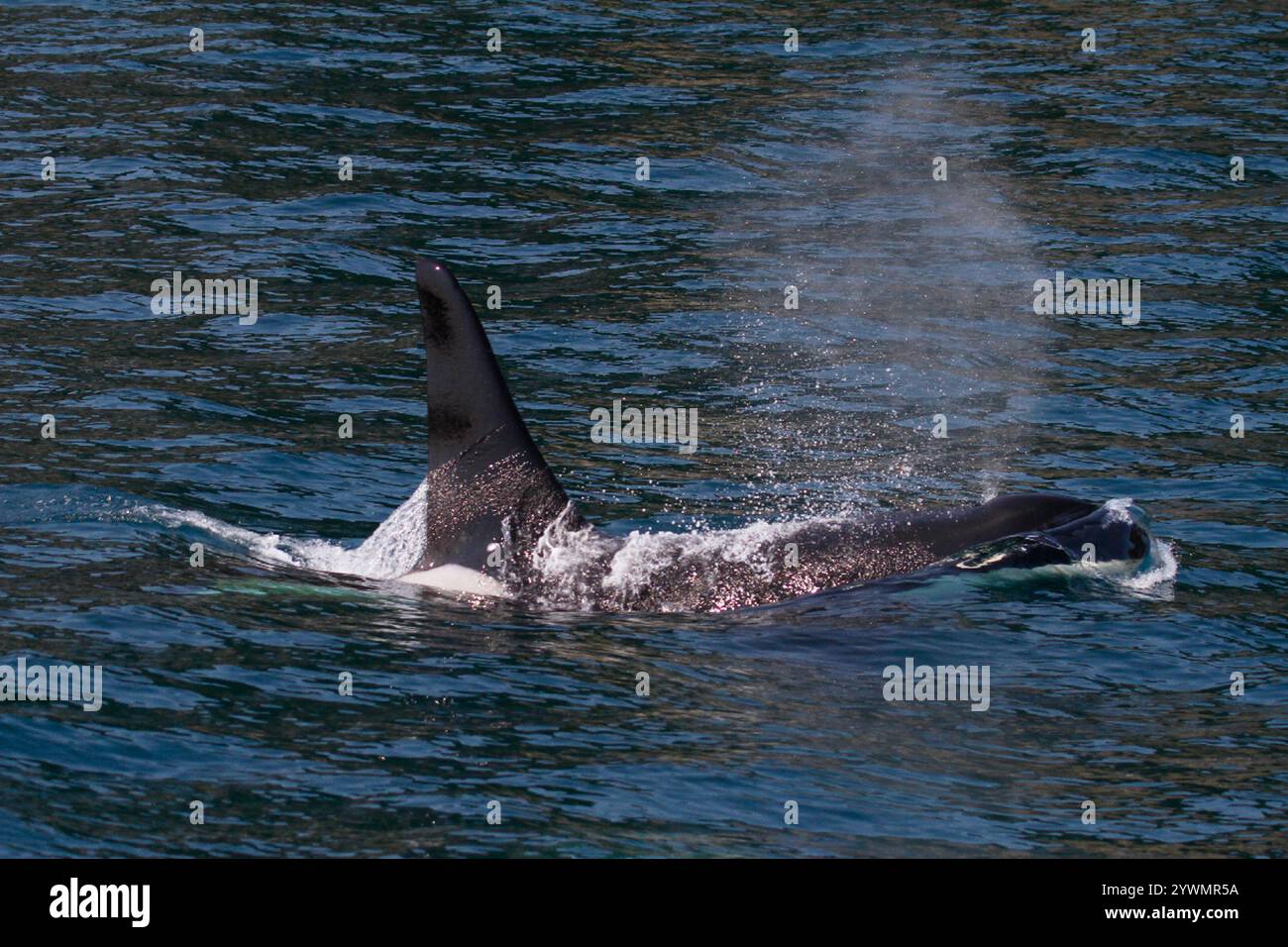 Orca (Orcinus orca Stock Photo - Alamy
