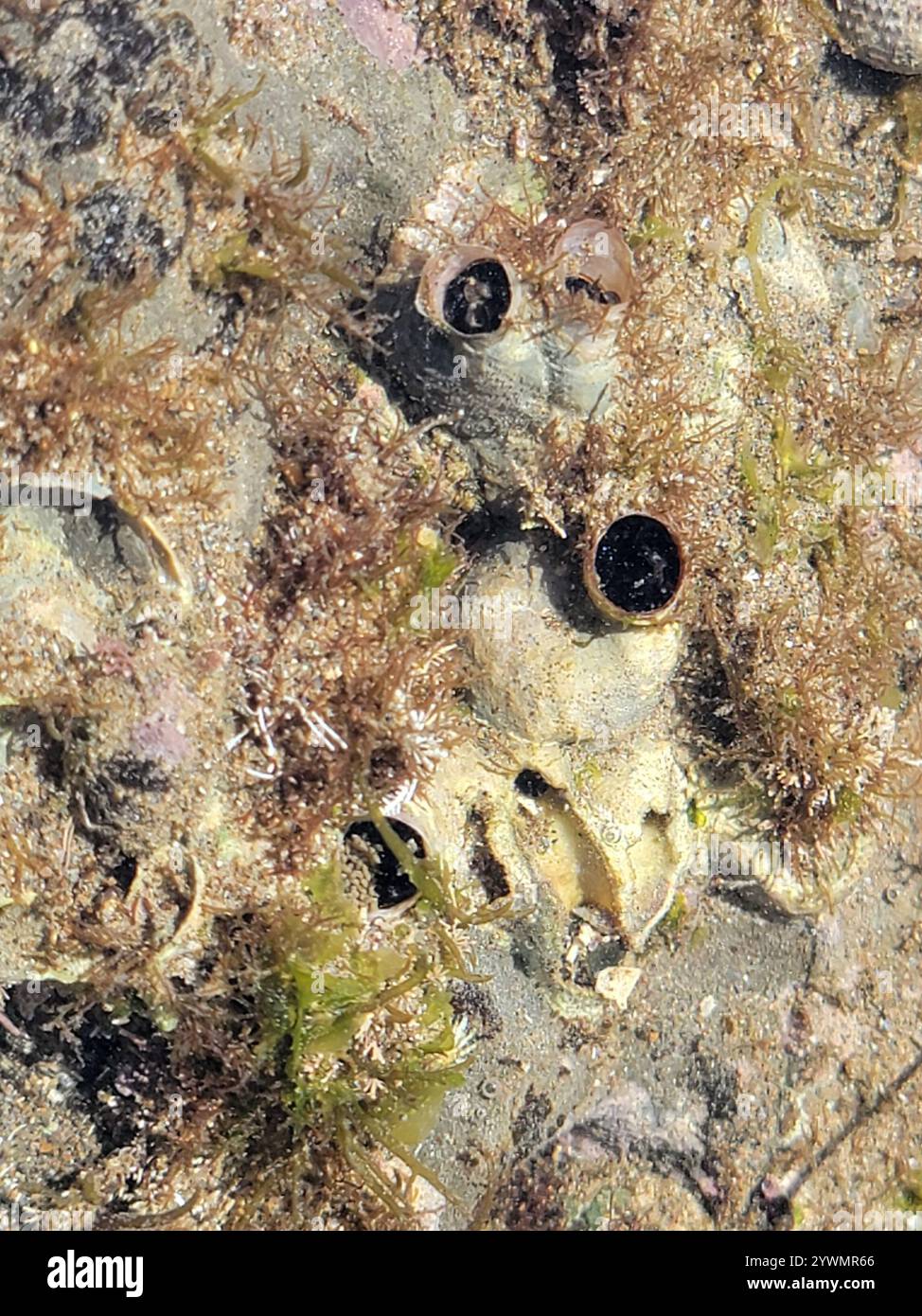 Worm Snails (Vermetidae Stock Photo - Alamy