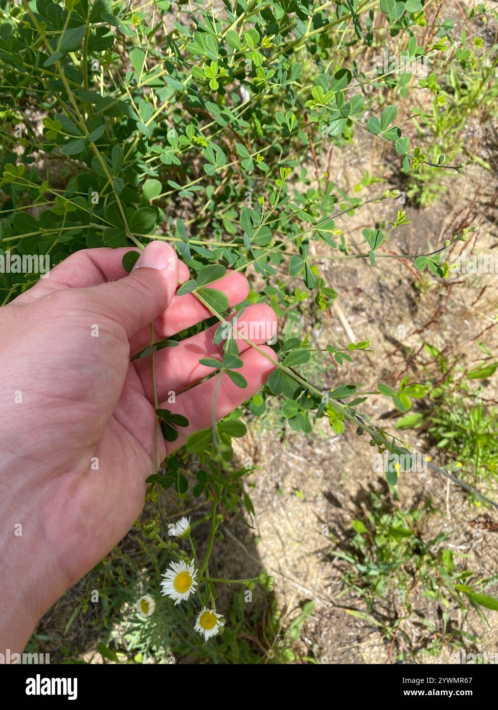 eastern wild indigo (Baptisia tinctoria Stock Photo - Alamy