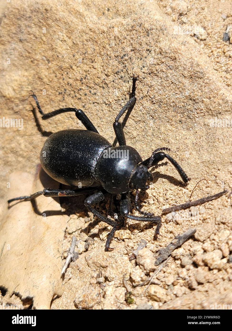 Desert Stink Beetles (Eleodes Stock Photo - Alamy