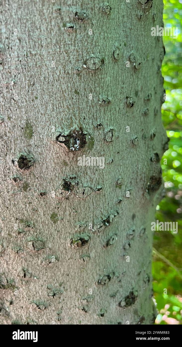 Beech Bark Canker Fungus (Neonectria faginata Stock Photo - Alamy