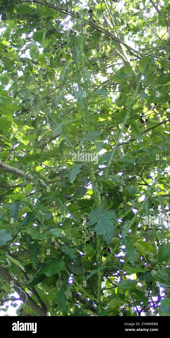 Welted Thistle (Carduus crispus Stock Photo - Alamy