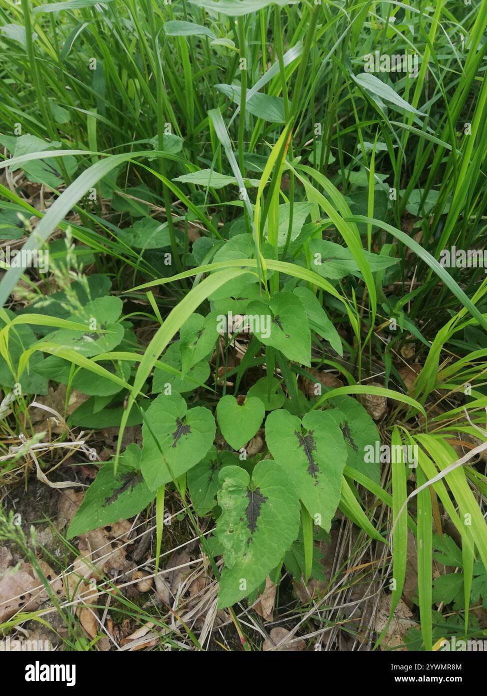 Spiked rampion (Phyteuma spicatum Stock Photo - Alamy