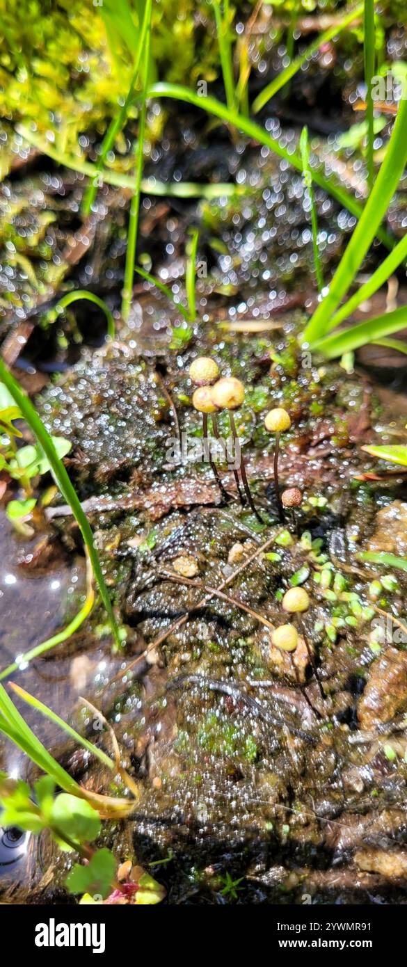 Thin Starwort (Mannia gracilis Stock Photo - Alamy