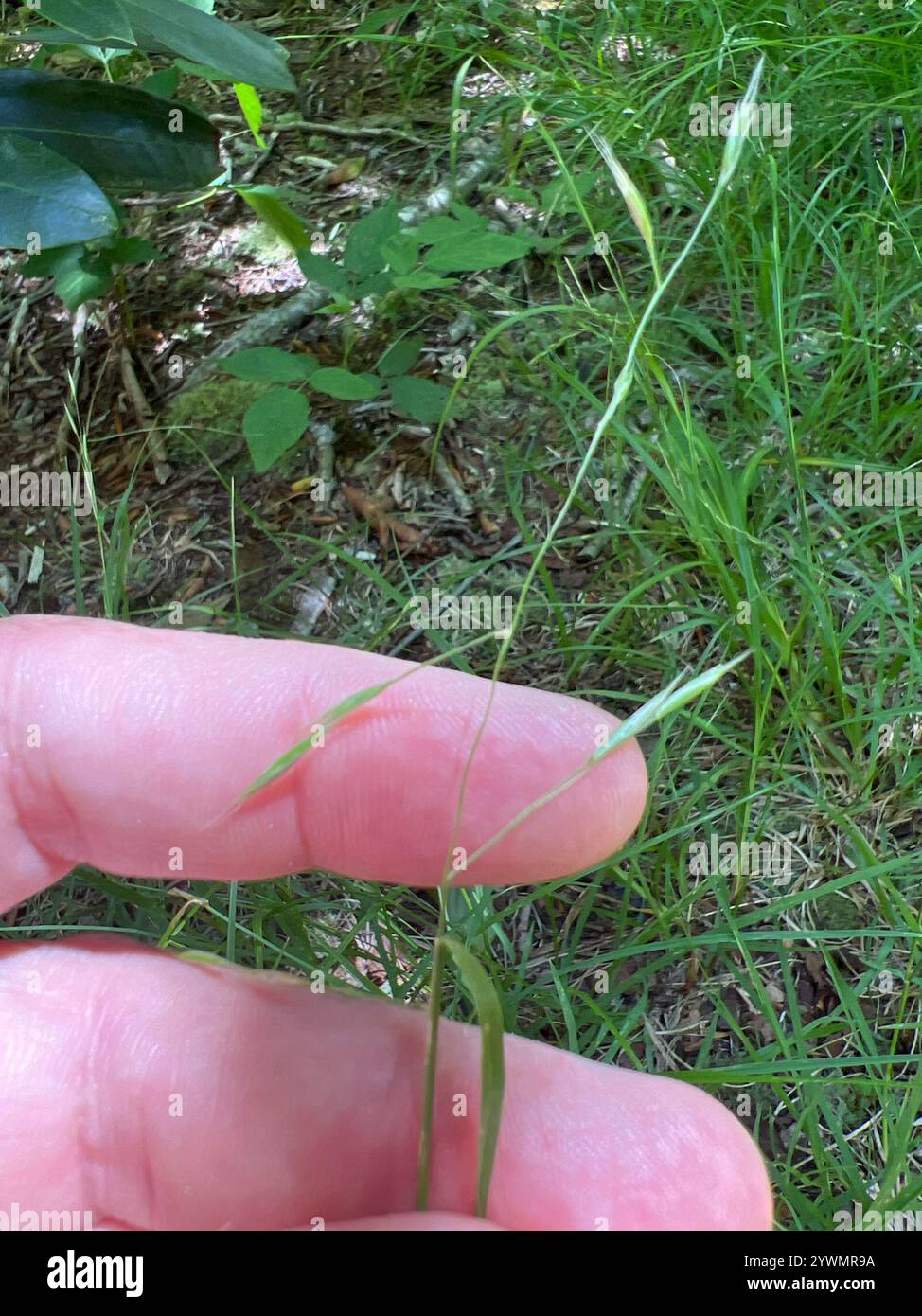 Flattened Oatgrass (Danthonia compressa Stock Photo - Alamy