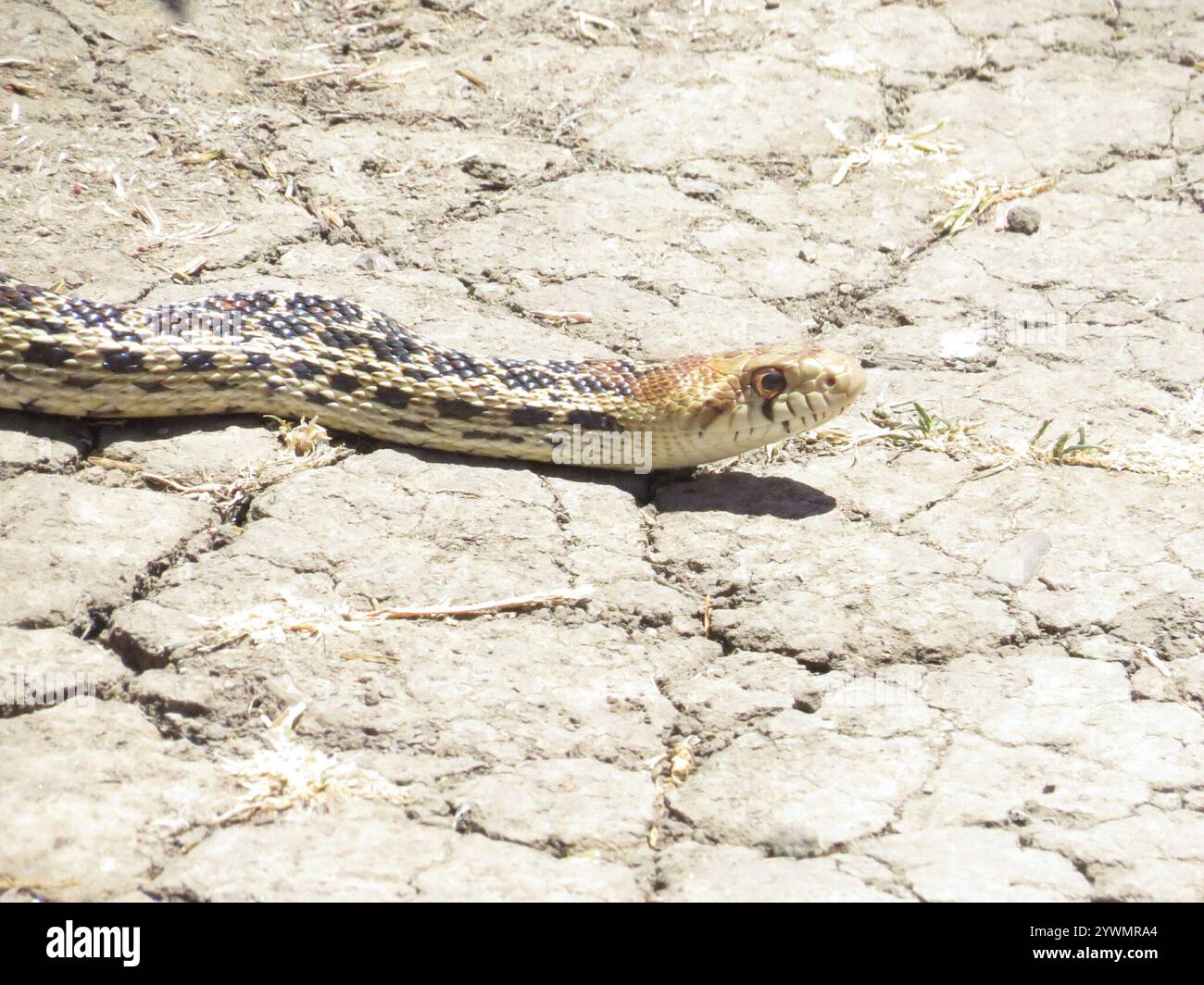 San Diego Gopher Snake (Pituophis catenifer annectens Stock Photo - Alamy San Diego Gopher Snake (Pituophis catenifer annectens Stock Photo - Alamy