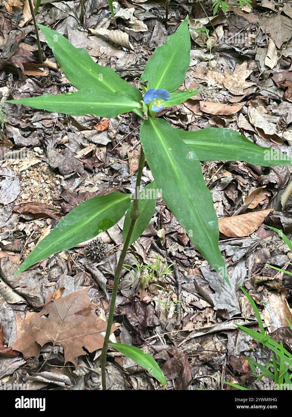 Virginia Dayflower (Commelina virginica Stock Photo - Alamy