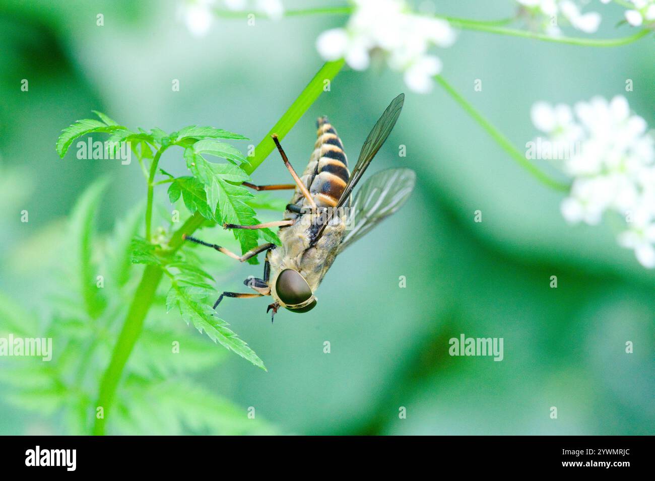 Dark Giant Horse Fly (Tabanus sudeticus Stock Photo - Alamy