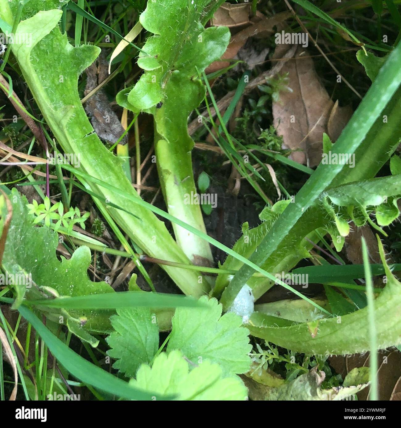Common Cat's-ear (Hypochaeris radicata Stock Photo - Alamy