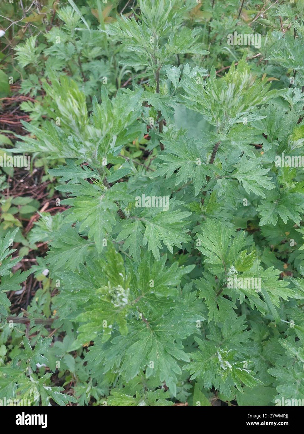 common mugwort (Artemisia vulgaris Stock Photo - Alamy