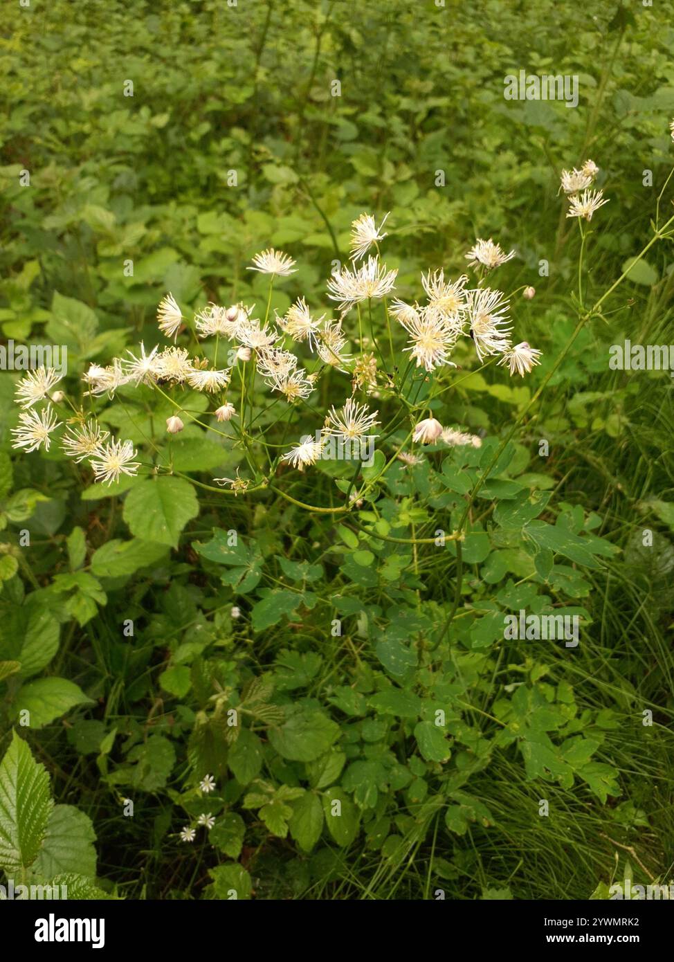 French meadow-rue (Thalictrum aquilegiifolium Stock Photo - Alamy