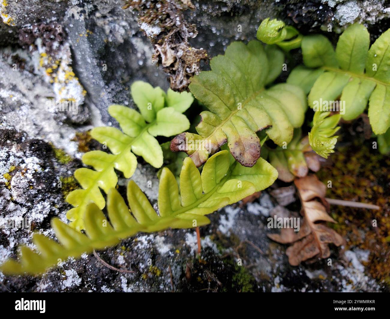 western polypody (Polypodium hesperium Stock Photo - Alamy