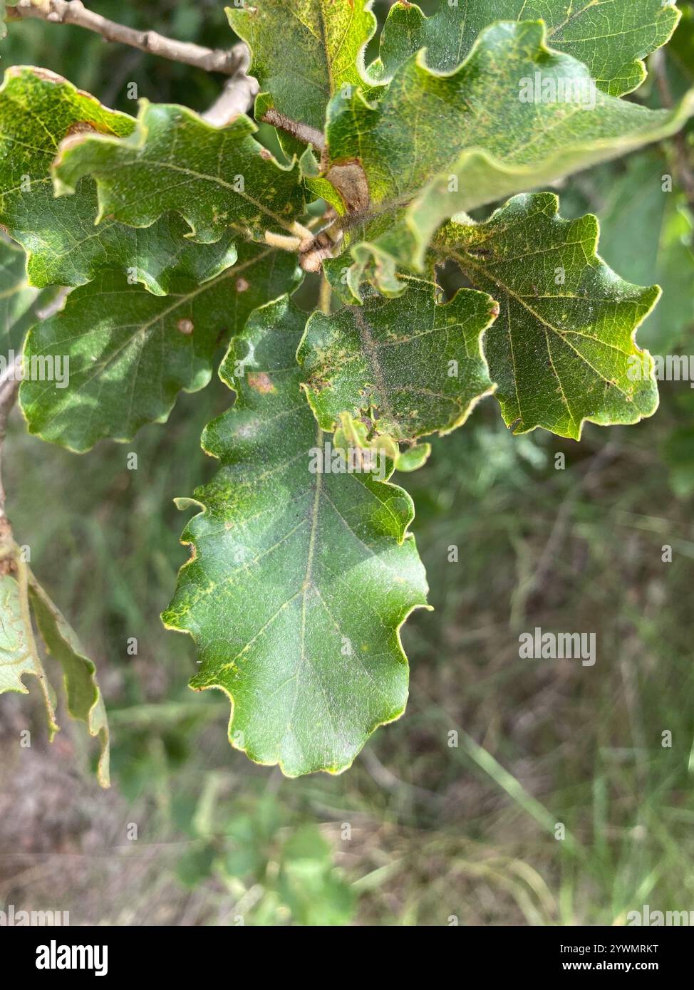 downy oak (Quercus pubescens Stock Photo - Alamy