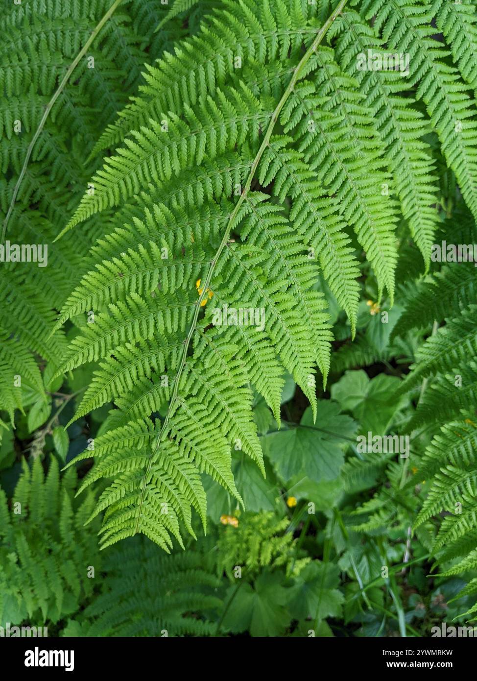 lady fern (Athyrium filix-femina Stock Photo - Alamy