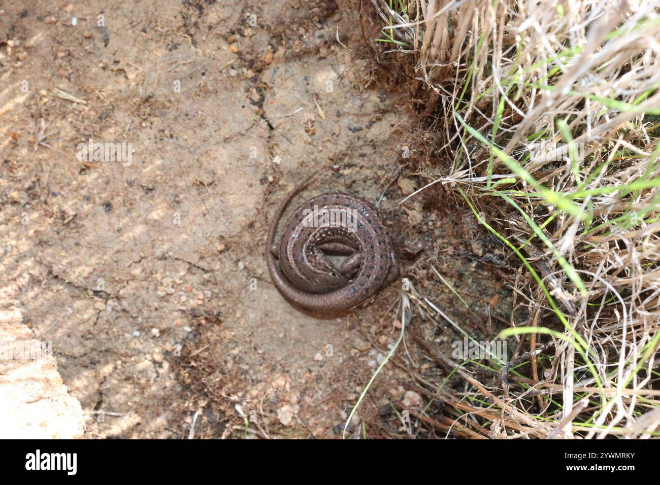 Cape Skink (Trachylepis capensis Stock Photo - Alamy