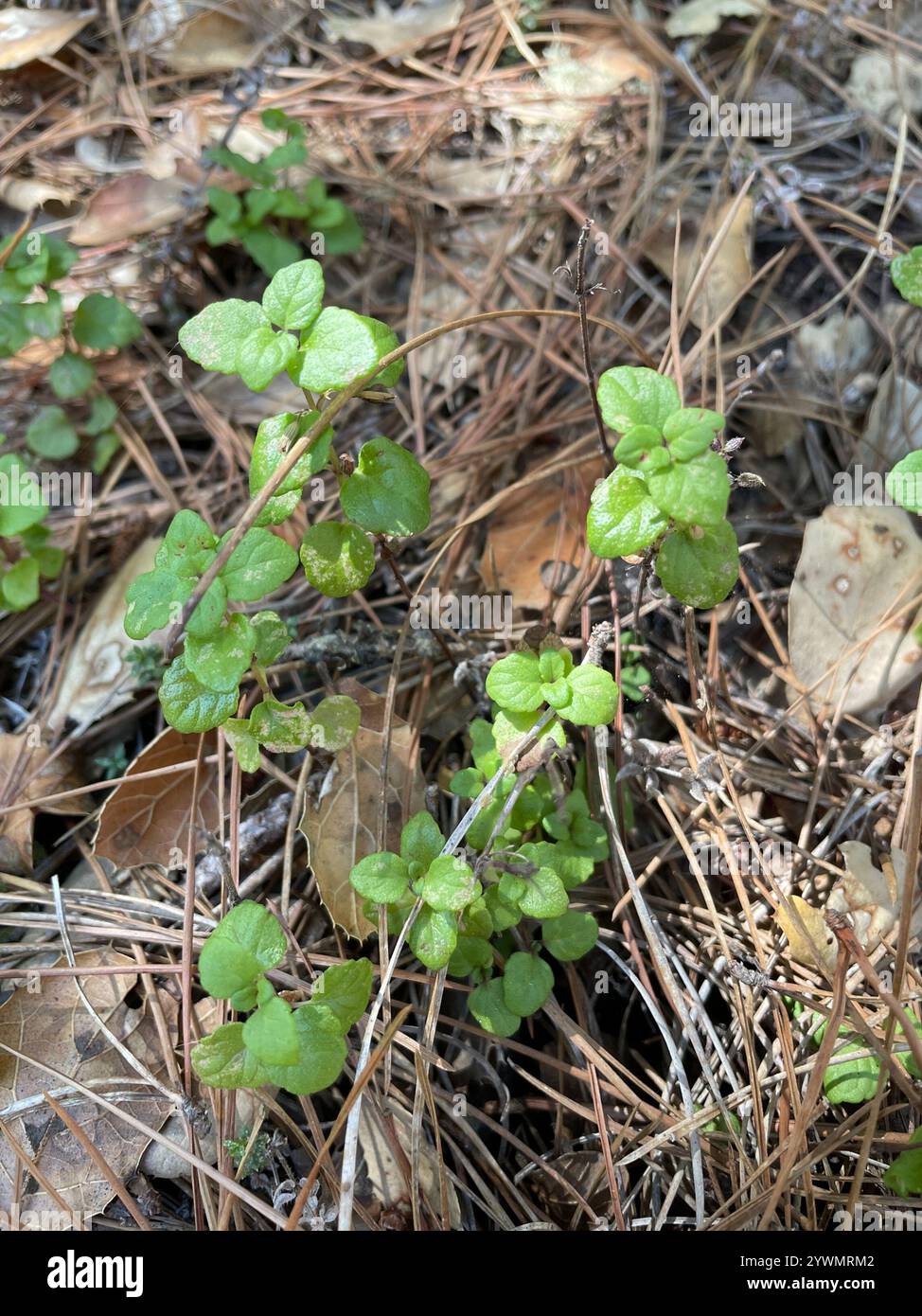 yerba buena (Clinopodium douglasii Stock Photo - Alamy