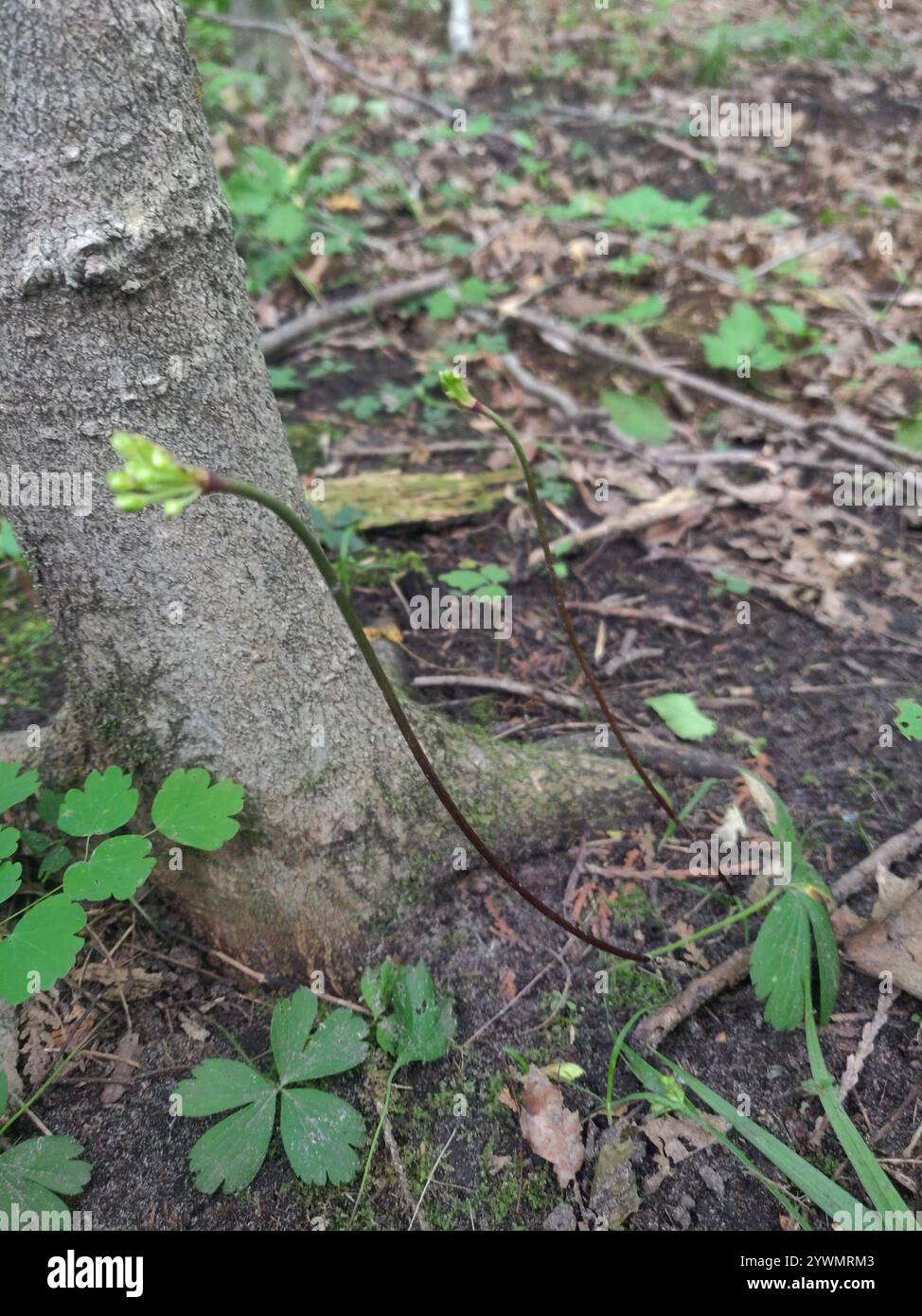 wild leeks (Allium tricoccum Stock Photo - Alamy