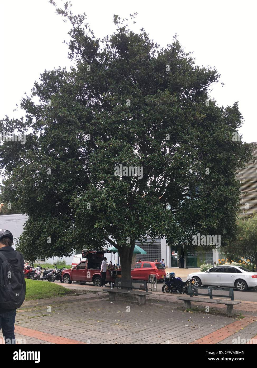 West Indian Laurel Fig (Ficus americana Stock Photo - Alamy