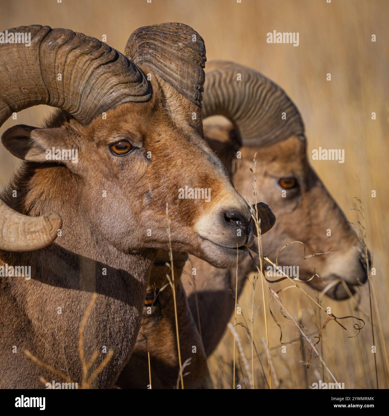 big rocky mountain bighorn sheep ram in the alpine Stock Photo - Alamy