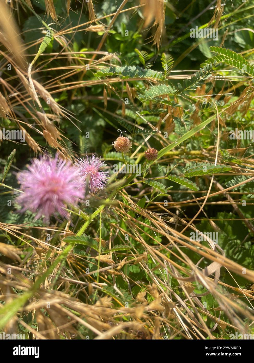 Mimosa nuttallii hi-res stock photography and images - Alamy