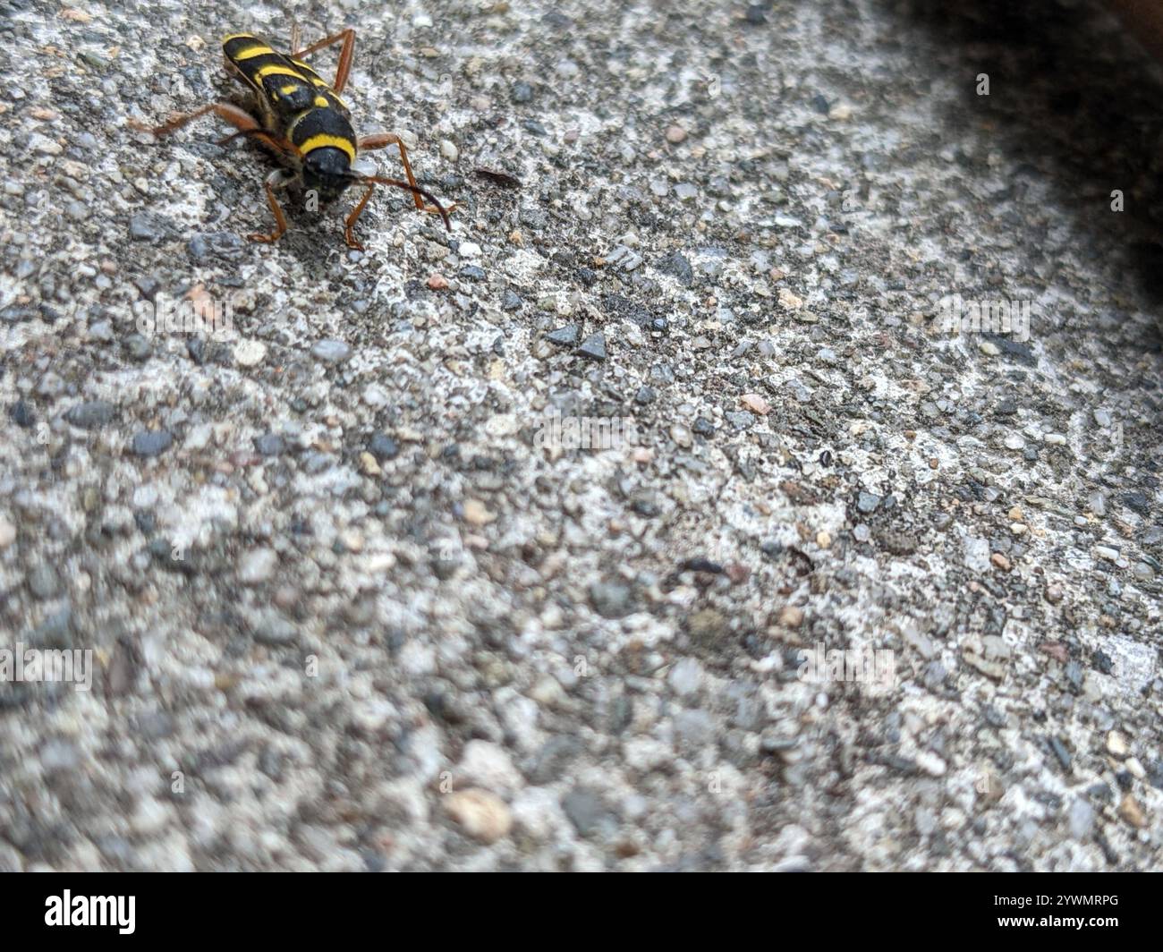 Wasp Beetle (Clytus arietis Stock Photo - Alamy