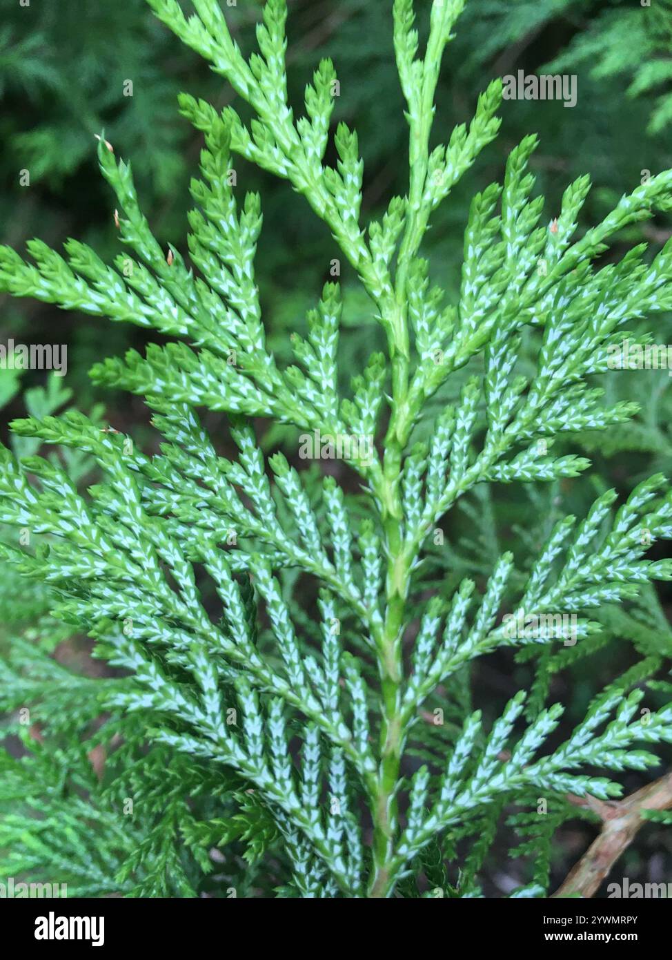 Sawara cypress (Chamaecyparis pisifera Stock Photo - Alamy