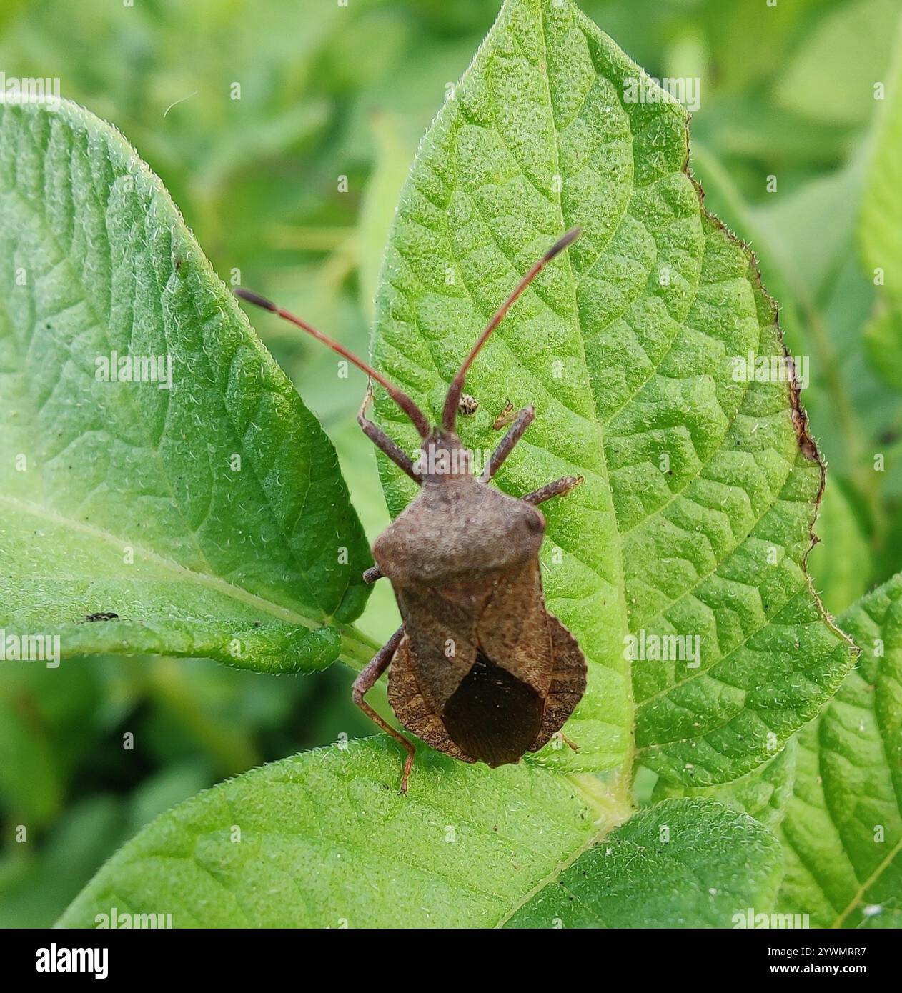 Dock Bug (Coreus marginatus Stock Photo - Alamy
