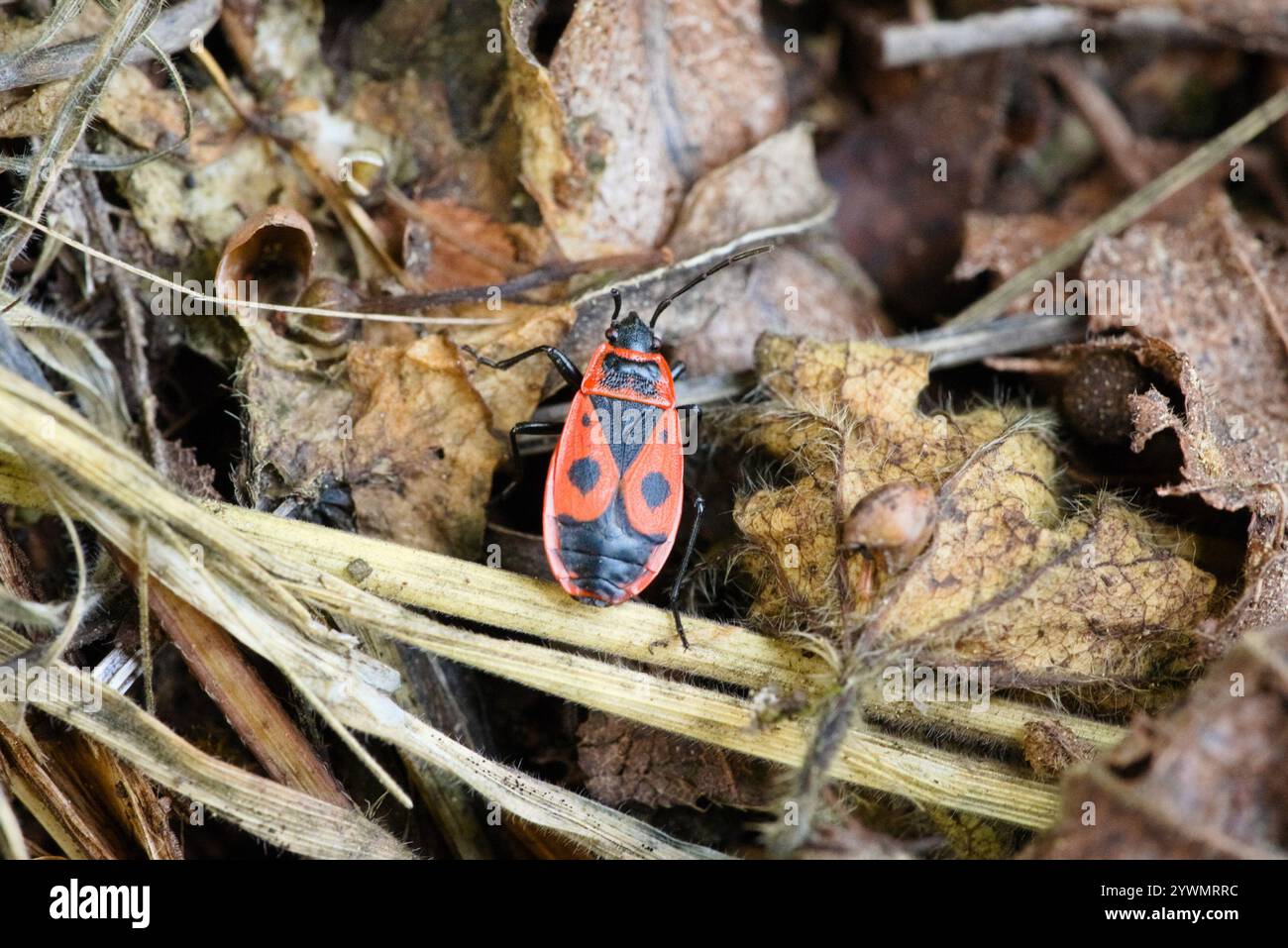 European Firebug (Pyrrhocoris apterus Stock Photo - Alamy