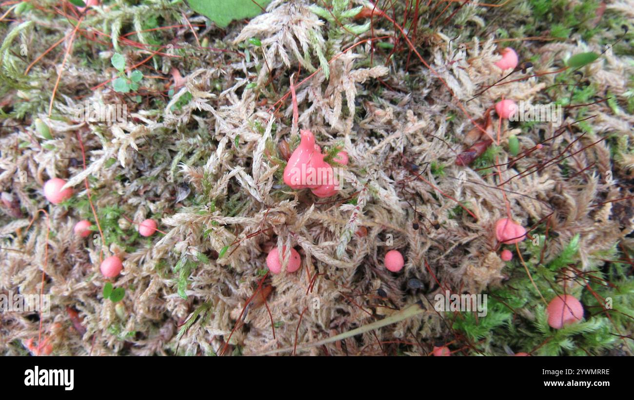 Wolf's Milk (Lycogala epidendrum Stock Photo - Alamy