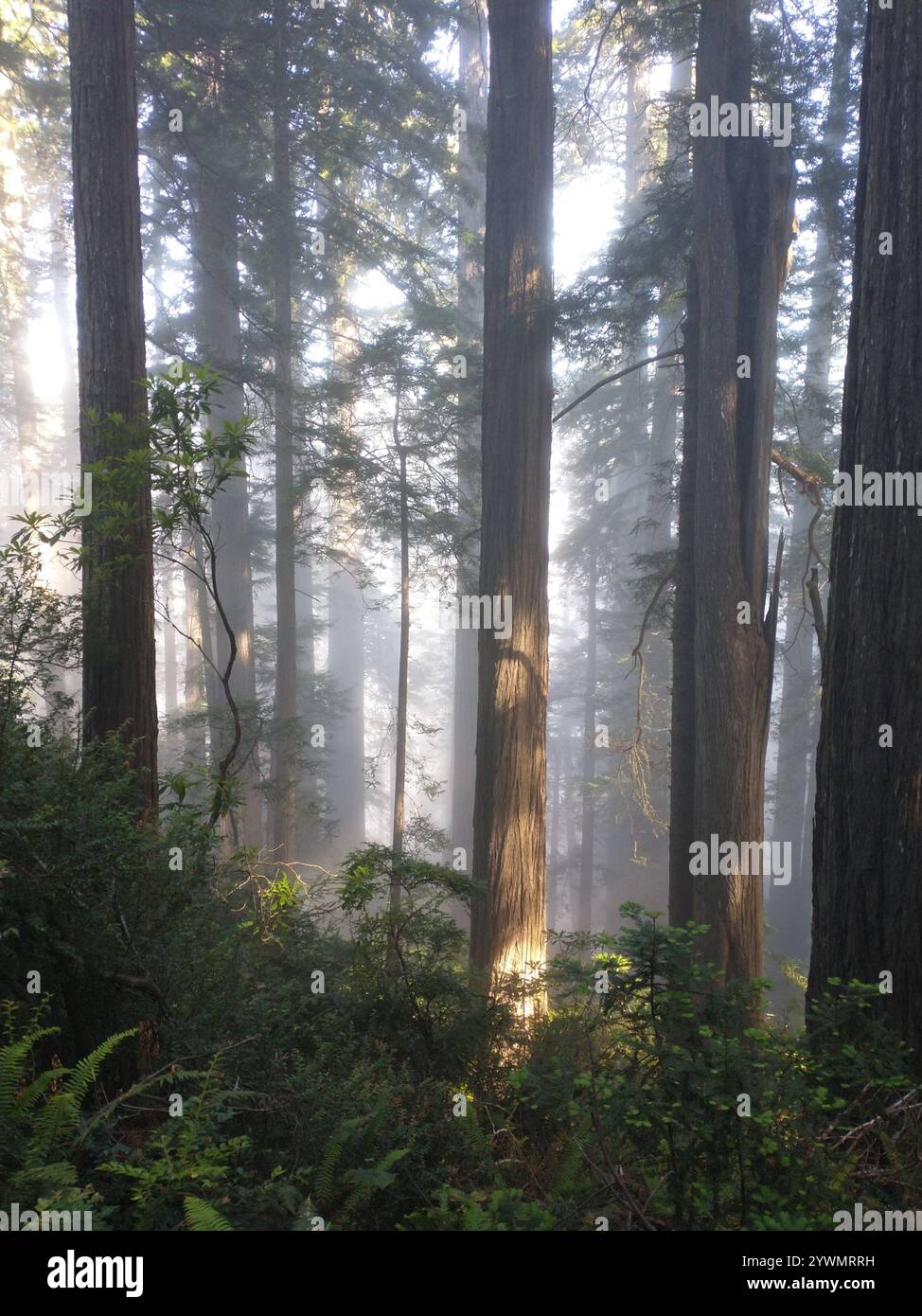 coast redwood (Sequoia sempervirens Stock Photo - Alamy