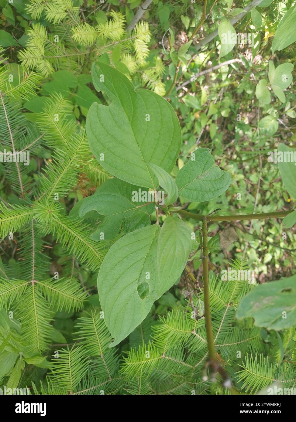 Round-leaved Dogwood (Cornus rugosa Stock Photo - Alamy