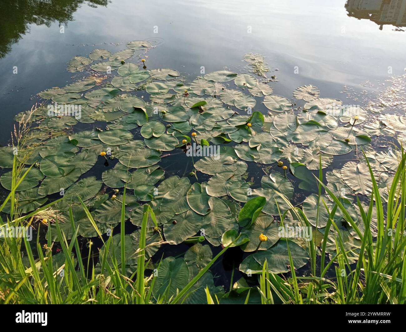 yellow water-lily (Nuphar lutea Stock Photo - Alamy
