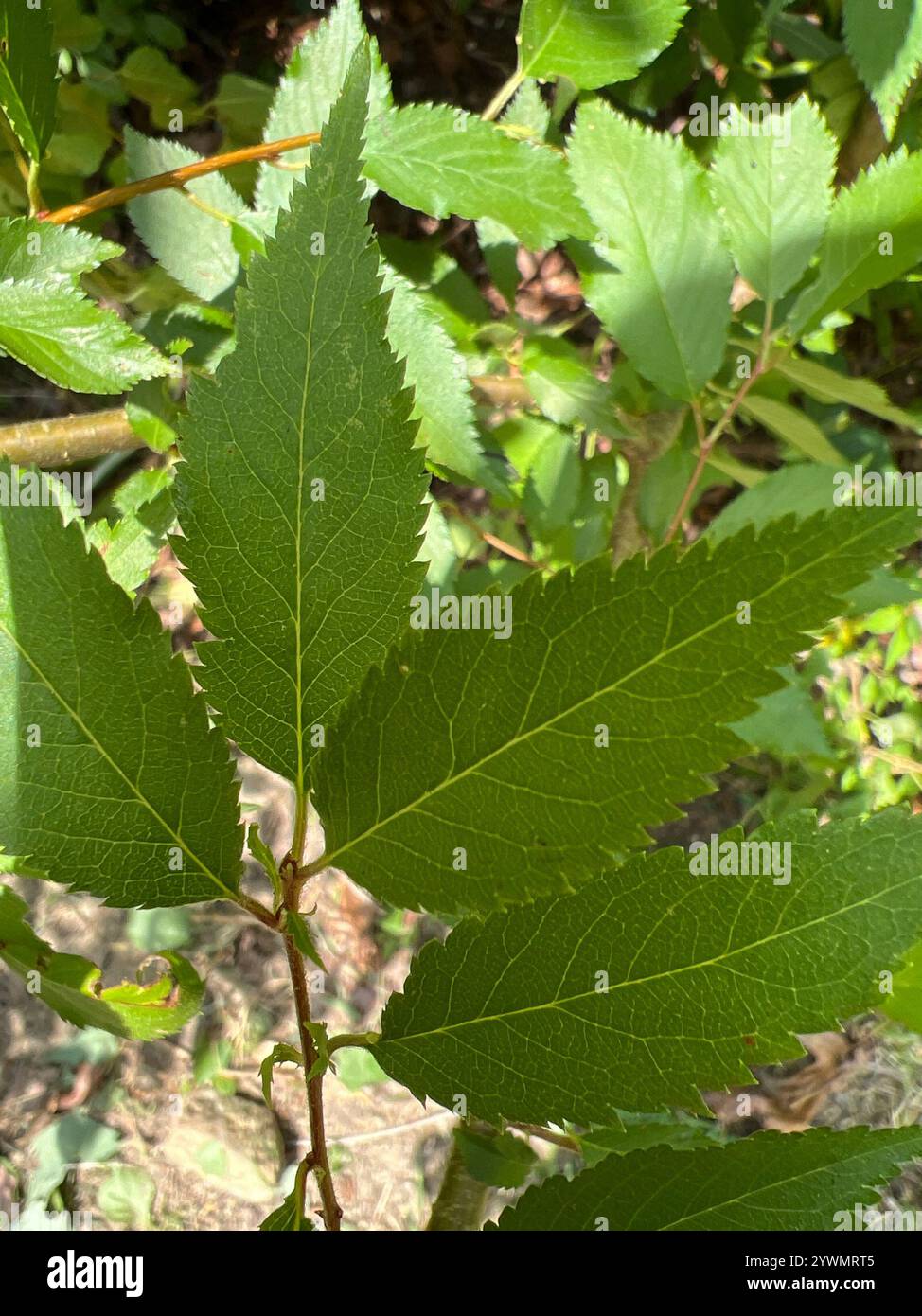 elm family (Ulmaceae Stock Photo - Alamy