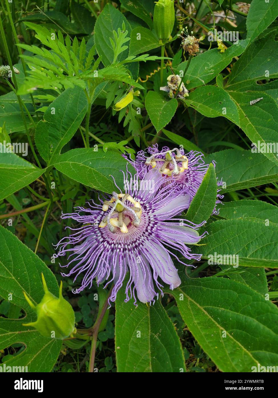 purple passionflower (Passiflora incarnata Stock Photo - Alamy