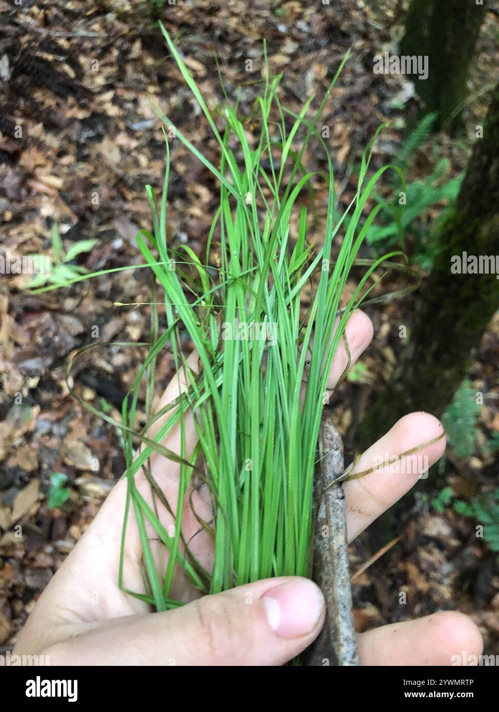 Long Stalk Woodland Sedge (Carex digitalis macropoda Stock Photo - Alamy