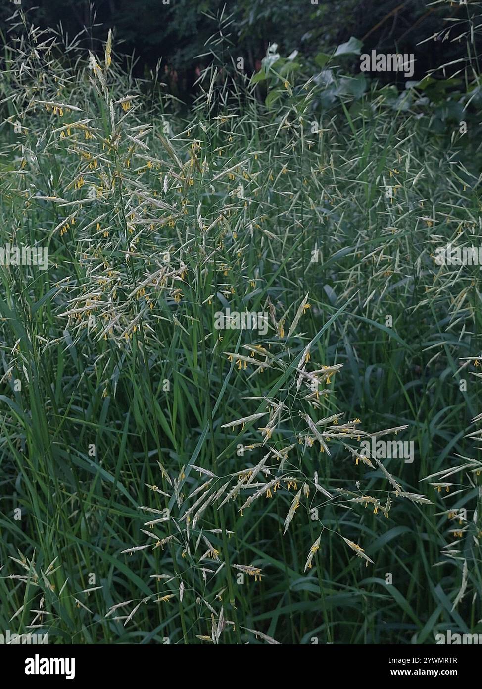 Smooth Brome (Bromus inermis Stock Photo - Alamy