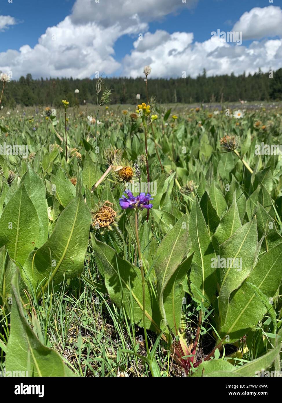 Small-flower Beardtongue (Penstemon procerus Stock Photo - Alamy