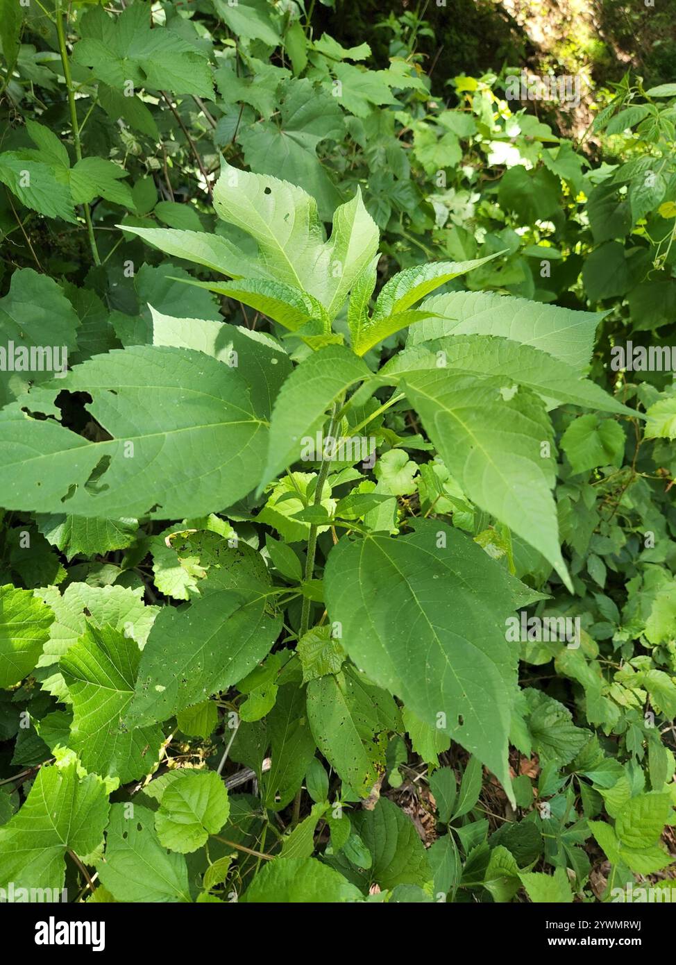giant ragweed (Ambrosia trifida Stock Photo - Alamy