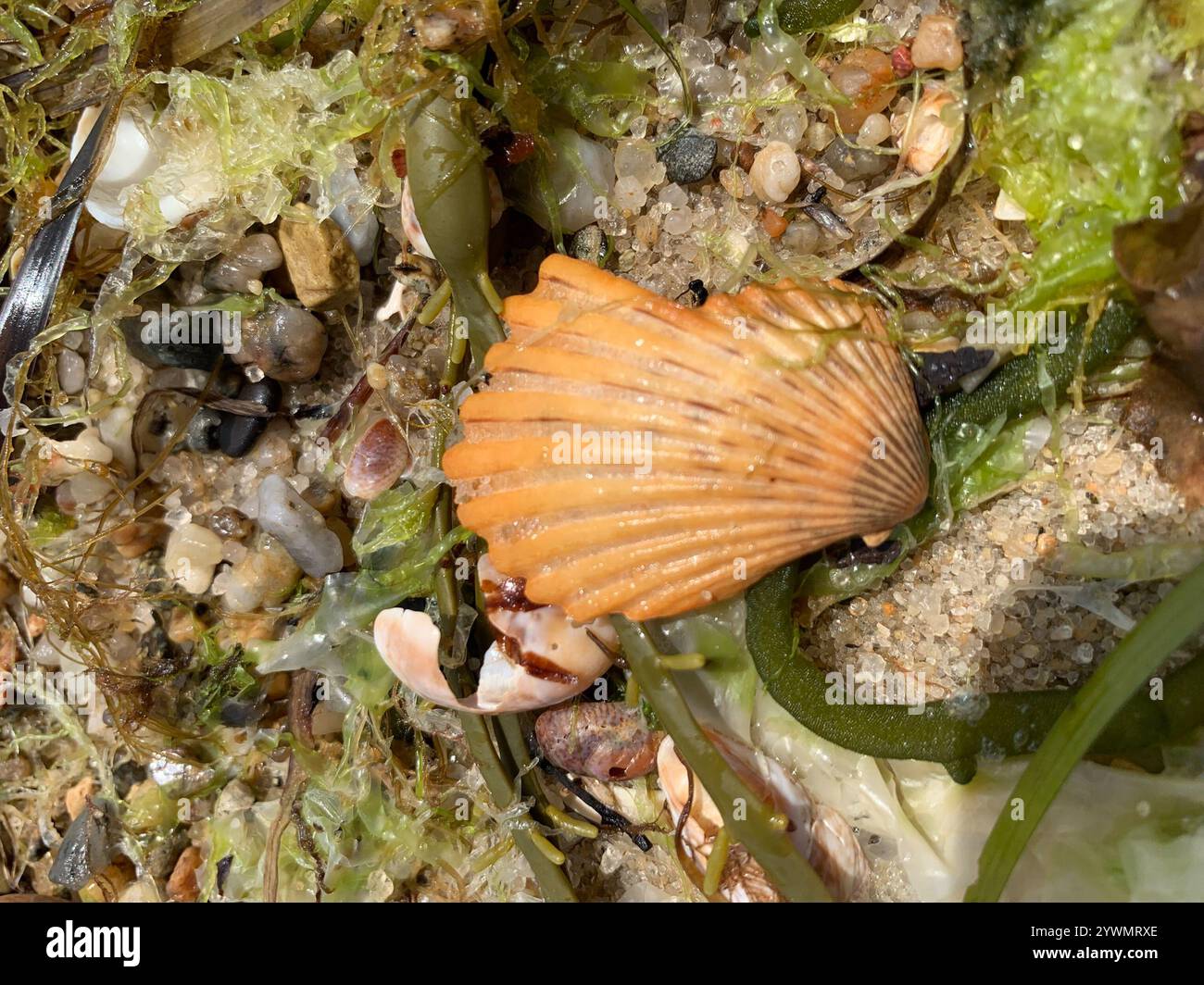 Atlantic Bay Scallop (Argopecten irradians Stock Photo - Alamy