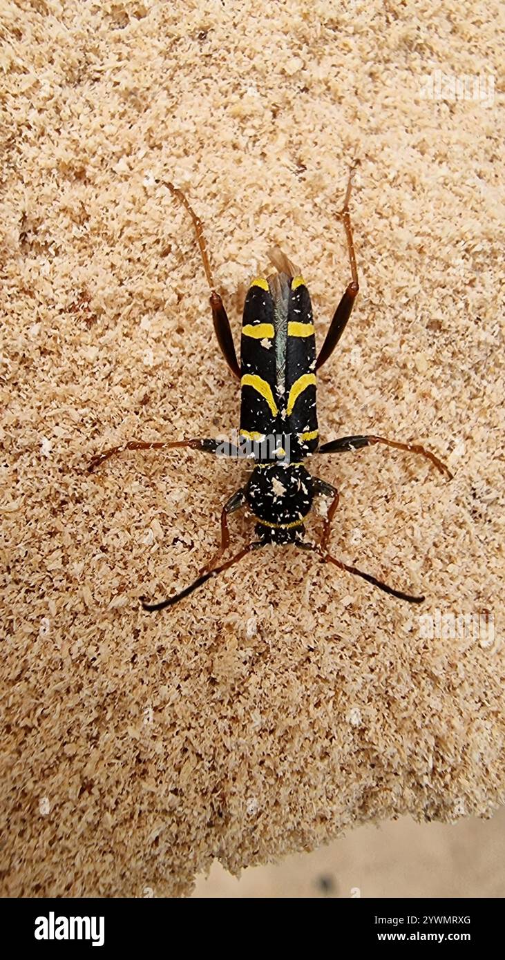 Wasp Beetle (Clytus arietis Stock Photo - Alamy