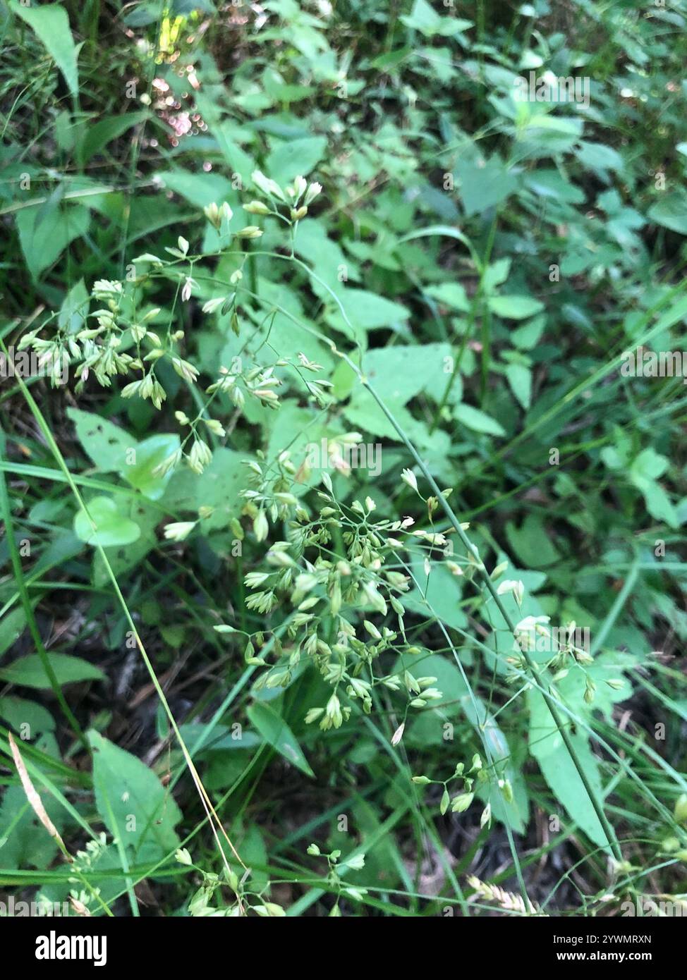 Clustered Fescue (Festuca paradoxa Stock Photo - Alamy