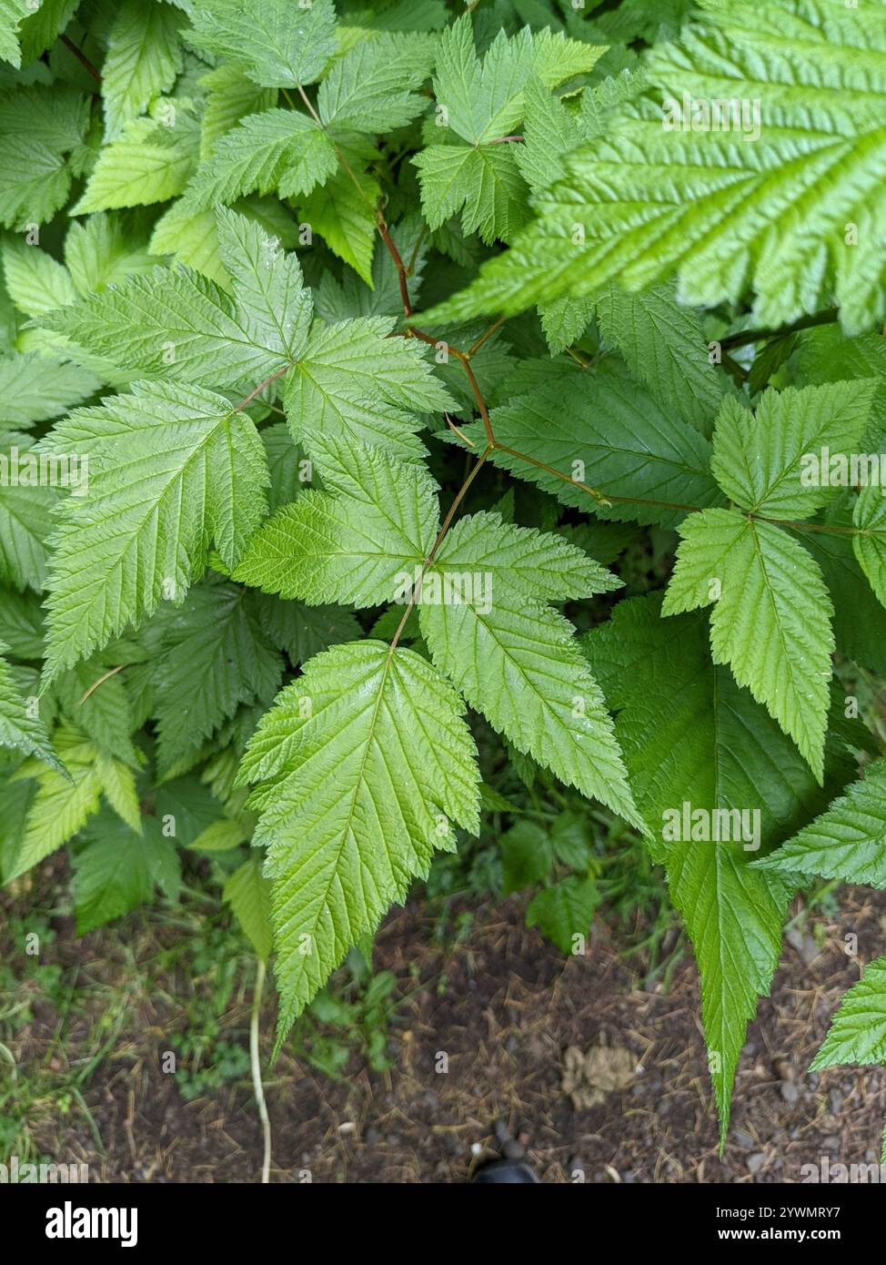 Salmonberry (Rubus spectabilis Stock Photo - Alamy