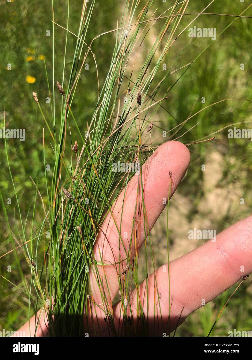 slender spike rush (Eleocharis tenuis verrucosa Stock Photo - Alamy