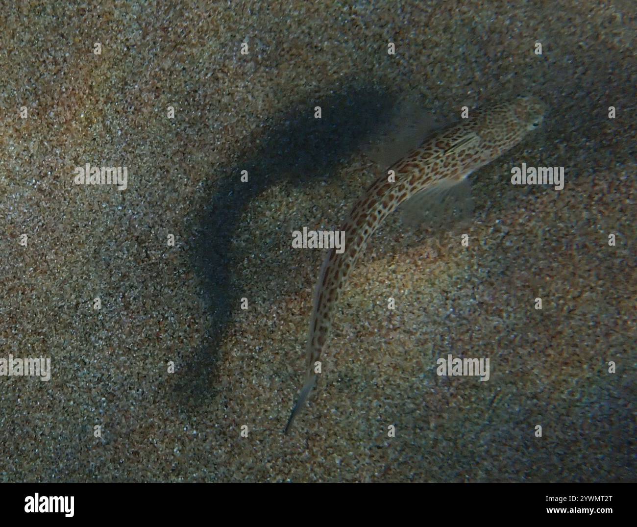 Spotted Weever (Trachinus araneus Stock Photo - Alamy