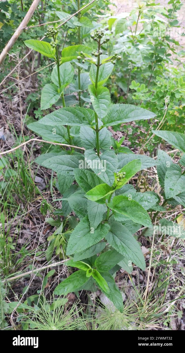 Common Figwort (Scrophularia nodosa Stock Photo - Alamy