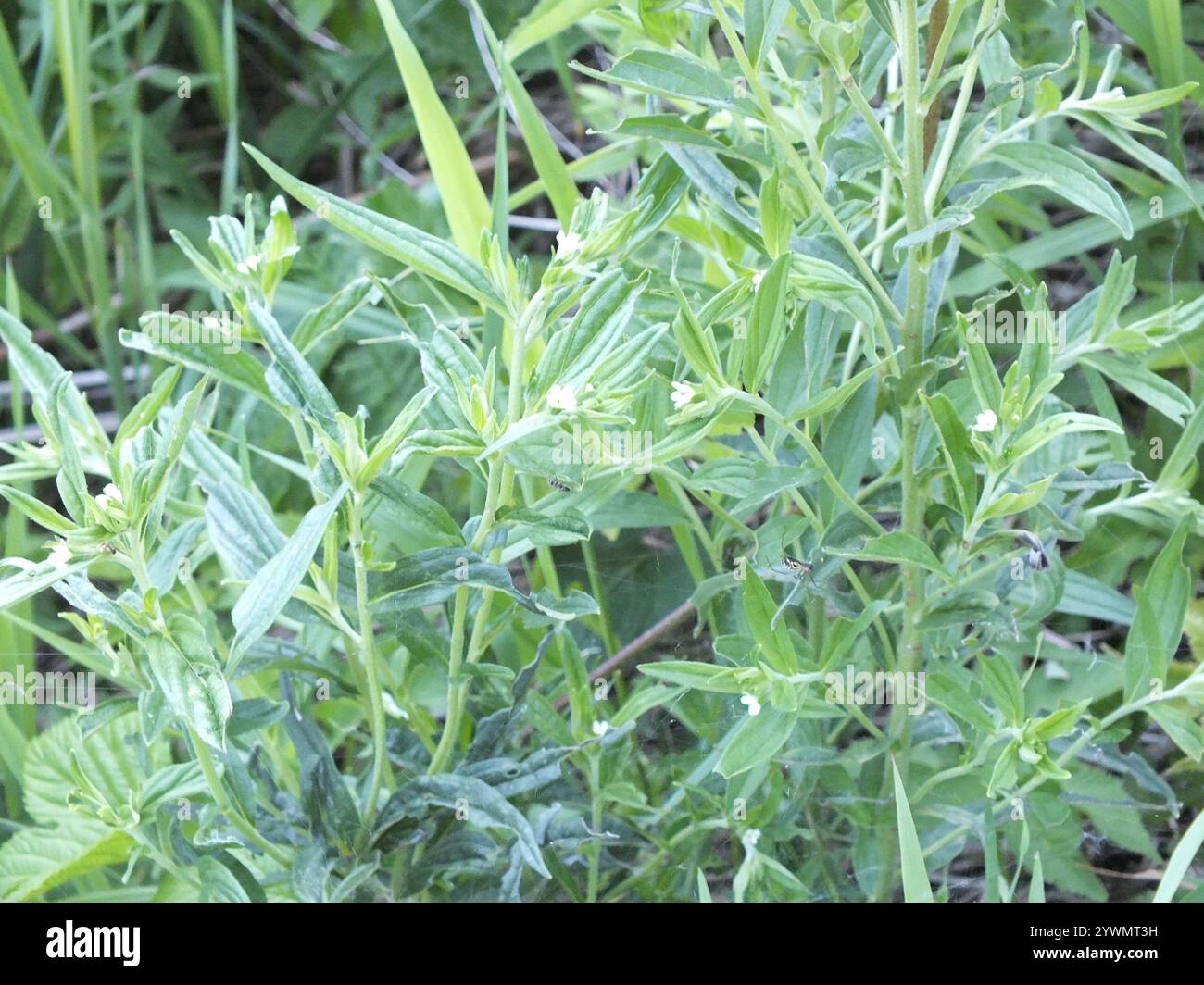 Common Gromwell (Lithospermum officinale Stock Photo - Alamy