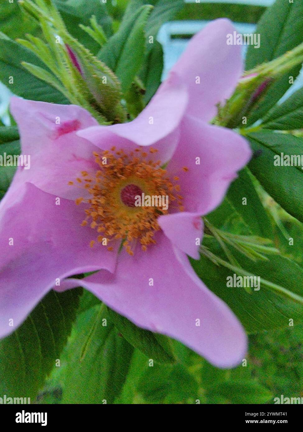 swamp rose (Rosa palustris Stock Photo - Alamy